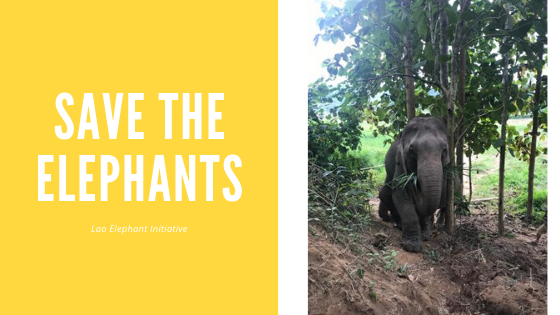 The Lao Elephant Initiative – A Million Elephants